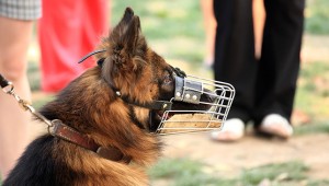 Animal Control - Humane Society of Carroll County