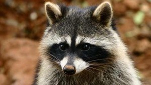 Animal Control - Humane Society of Carroll County