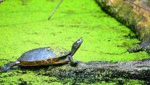 Animal Control - Humane Society of Carroll County